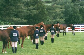 The South Jersey Horse Page - Photo Album