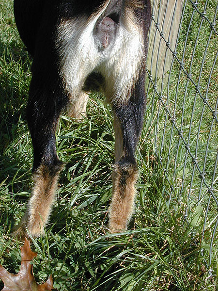 Top Hat Farm, Franklinville, NJ- Top Hat Farm FO Catalina - Pedigree